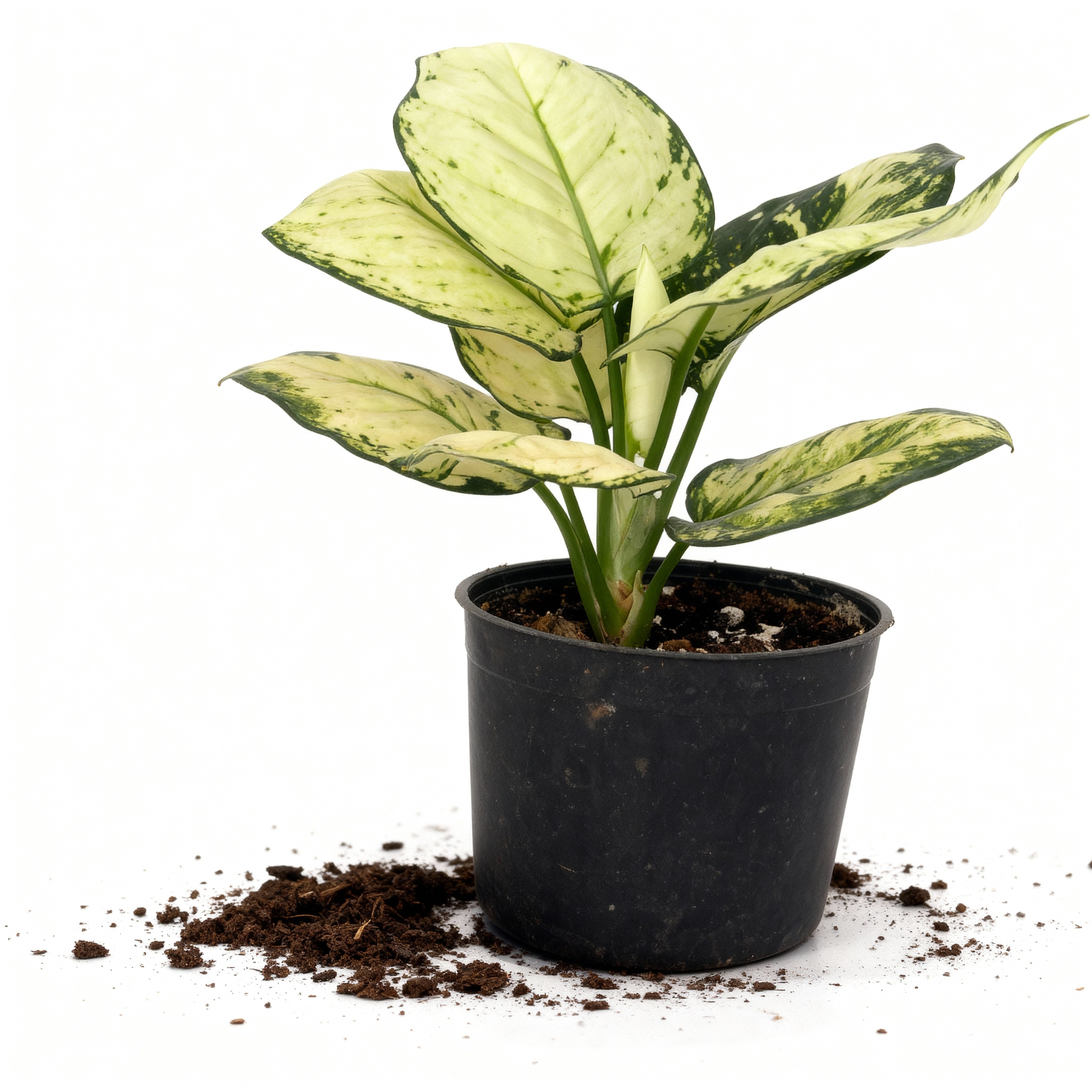 Aglaonema Cutlass Indoor Plant – Easy Care | Evara